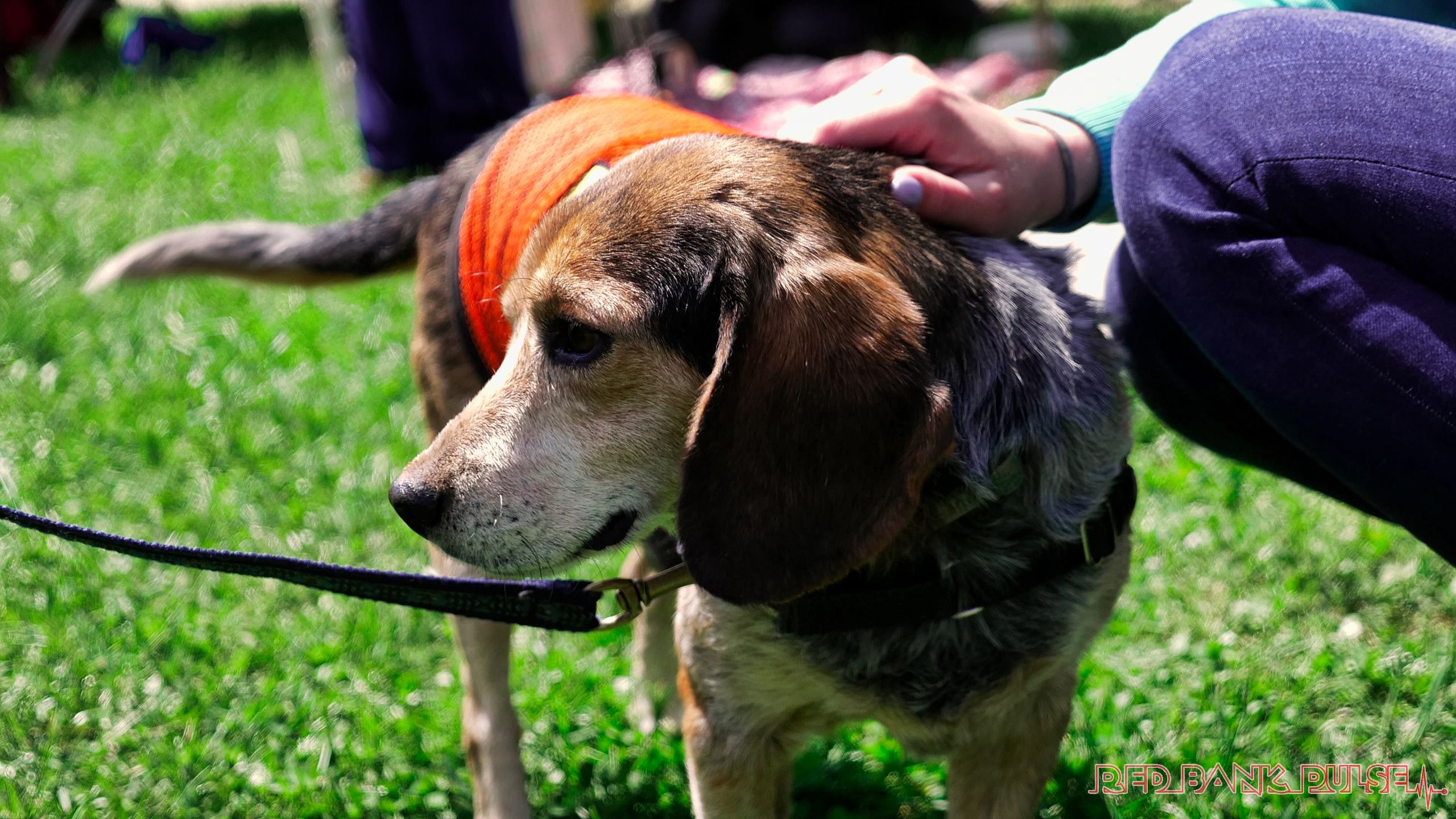 Registration is now live for the Monmouth County SPCA Dog Walk + Pet ...